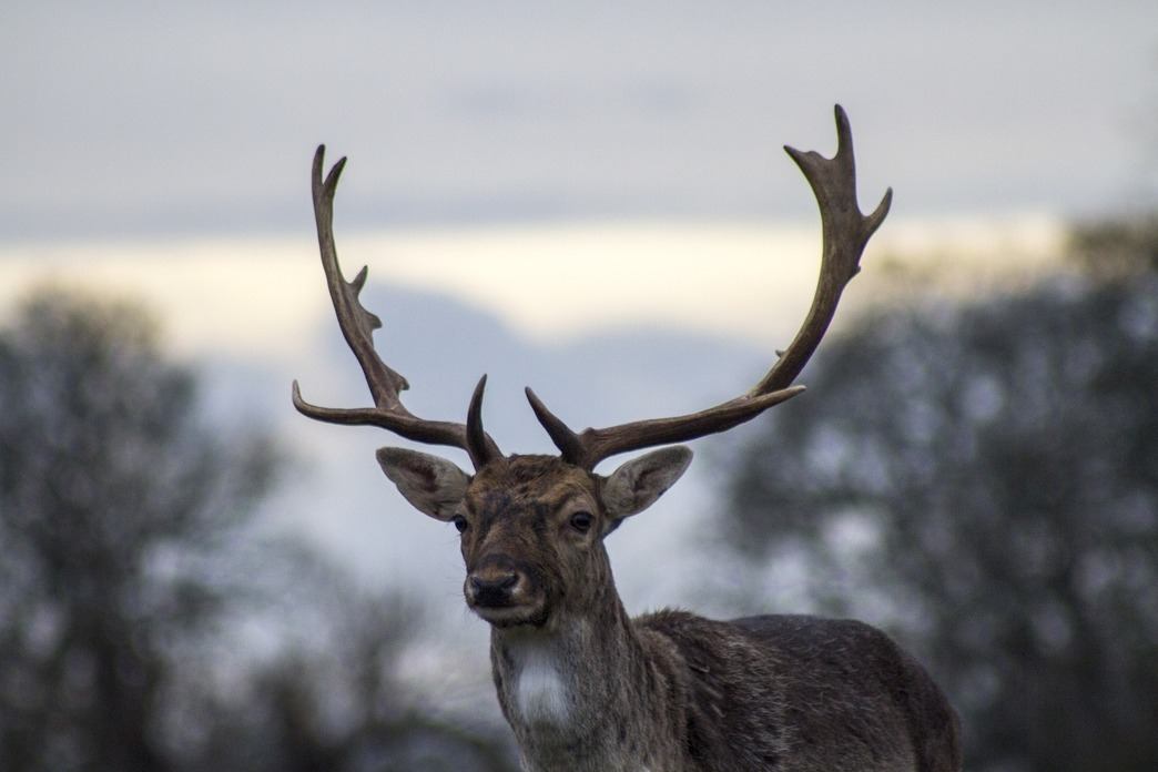 L'incroyable faune d'Île-de-France