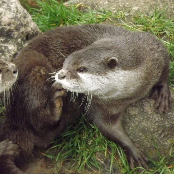 L'incroyable faune d'Île-de-France